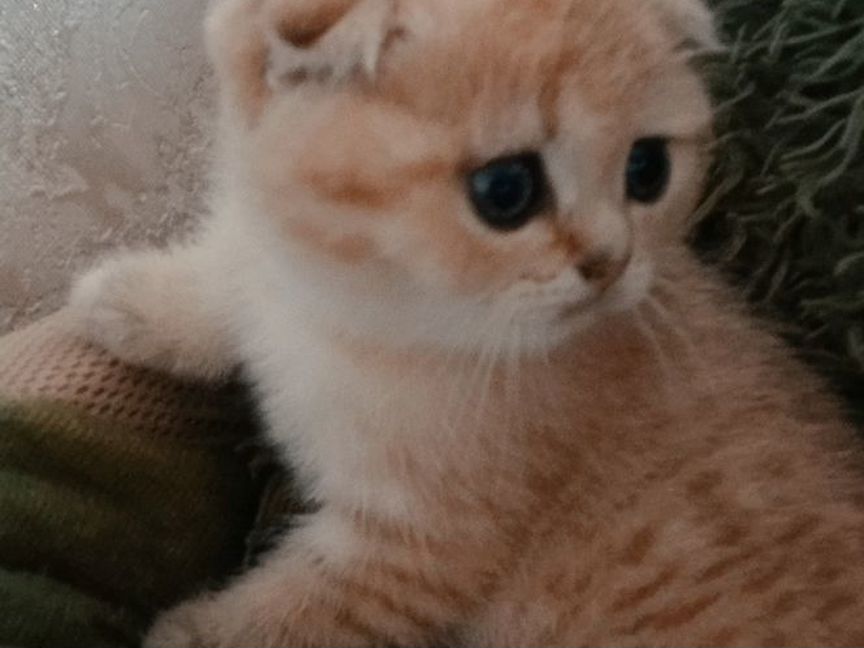 Золотая шиншилла. Маленький комочек счастья)