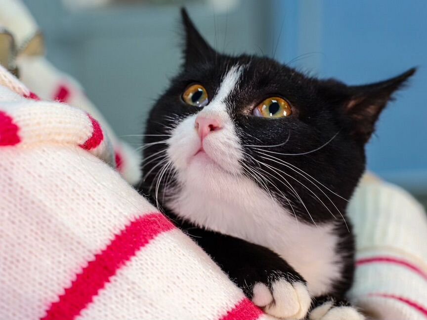 Котенок черничка