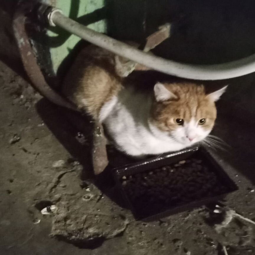 Взрослый кот в добрые руки