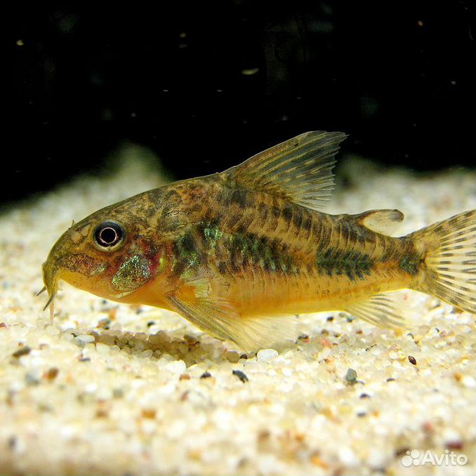 Сомик Коридорас Крапчатый (Corydoras Paleatus)