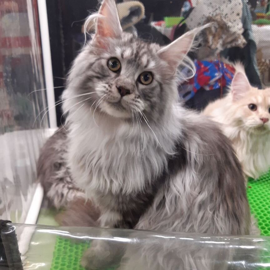 Мейн-кун серебристая кошечка