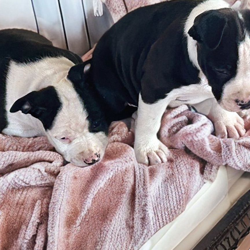 Американский стаффордширский терьер