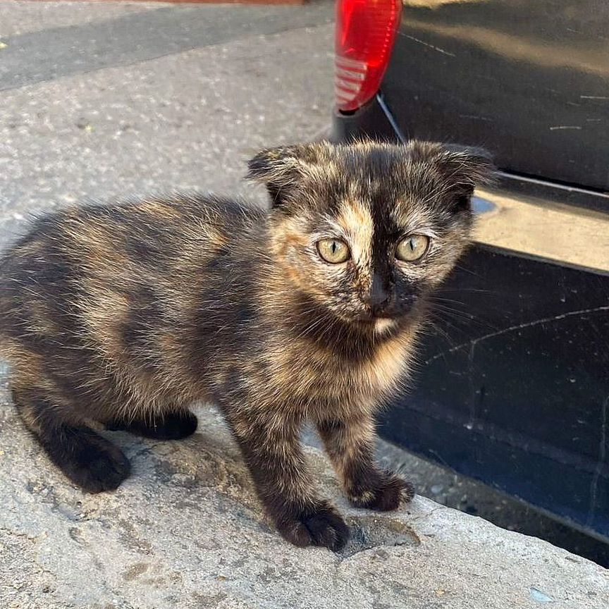 Вислоухие котята в добрые руки