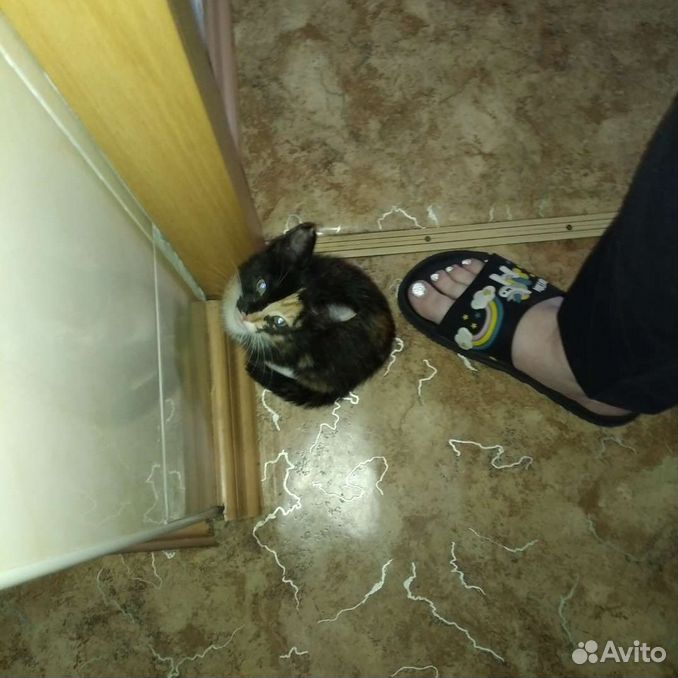 Двухмесячный котенок