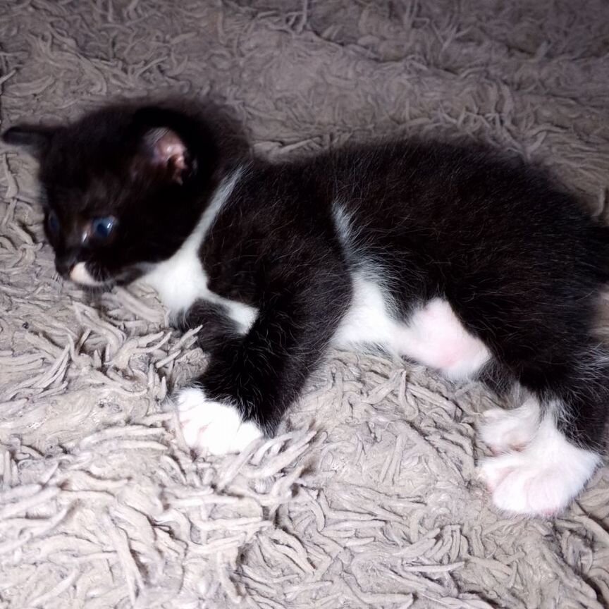 Котёнок