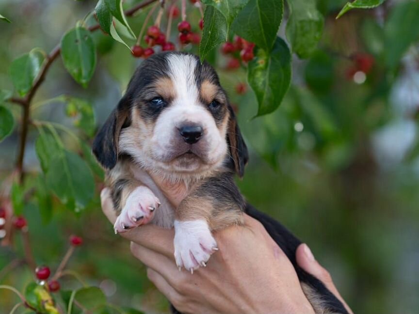 Бассет хаунд(щенки)