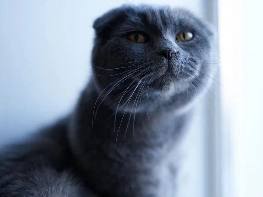 Британская кошка в добрые руки (Приют Пушистики)