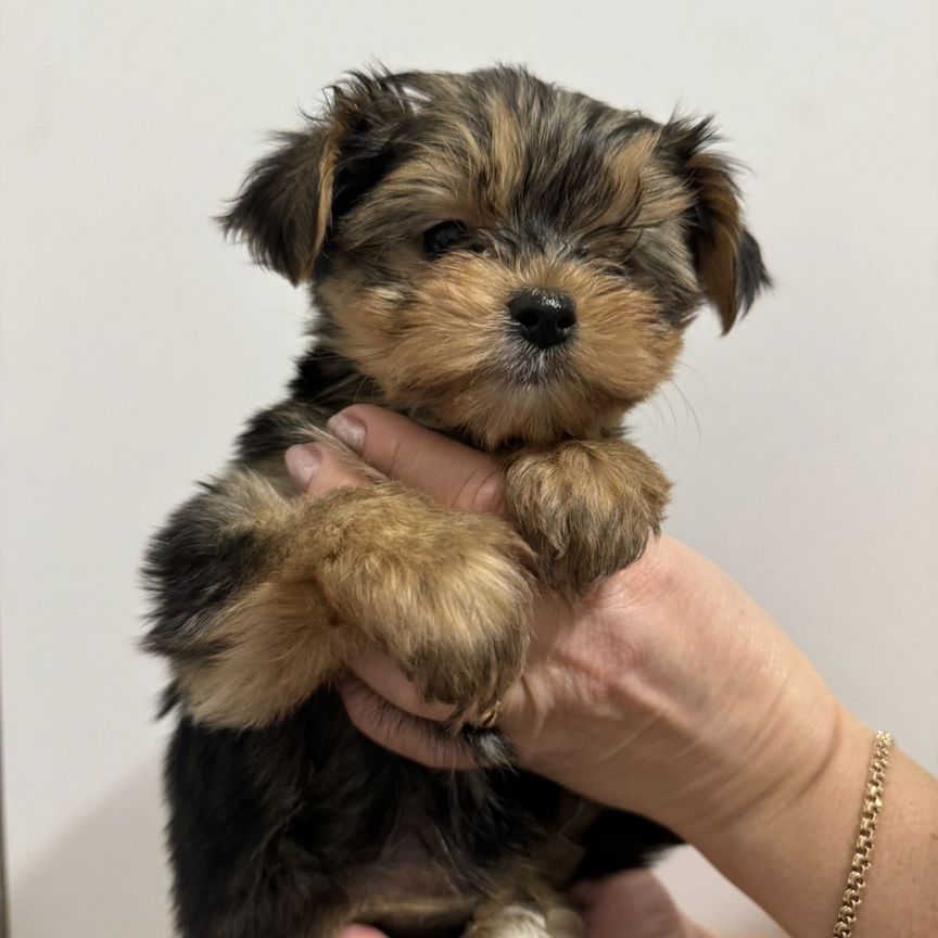 Йоркширский терьер