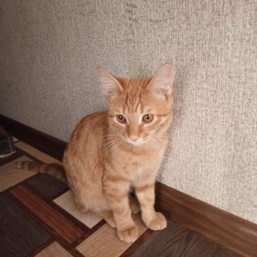 Отдам кота в добрые руки Шушенское