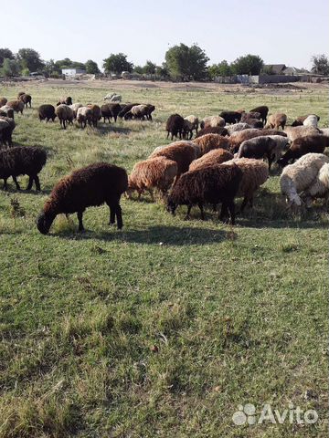 Овцы бараны ягнята оптом эдельбай