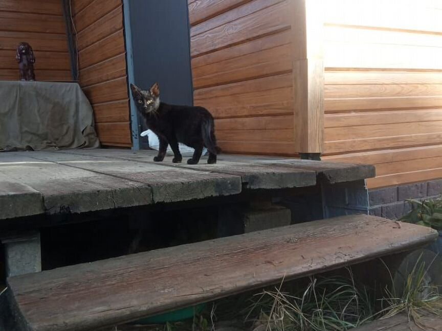 Нашелся котенок