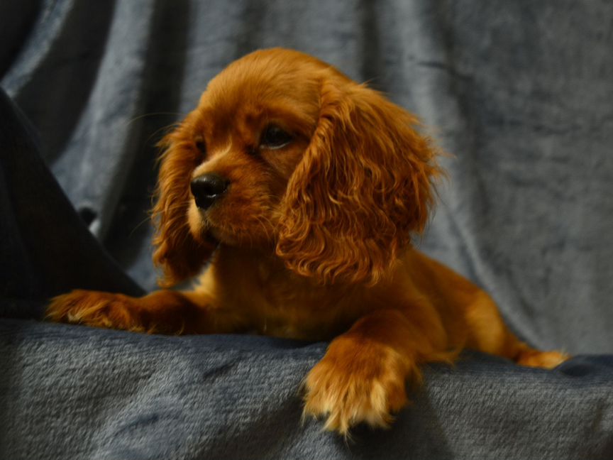 Кавалер Кинг Чарльз Спаниель, рубиновый окрас