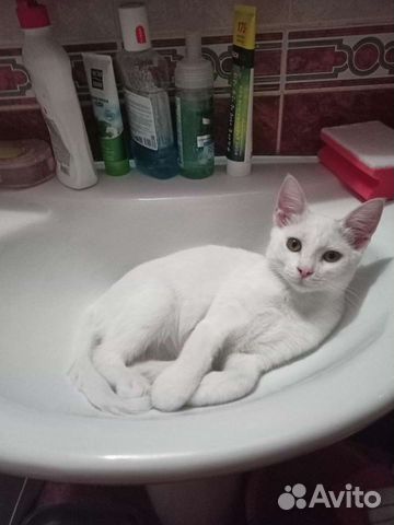 Котенок в добрые руки