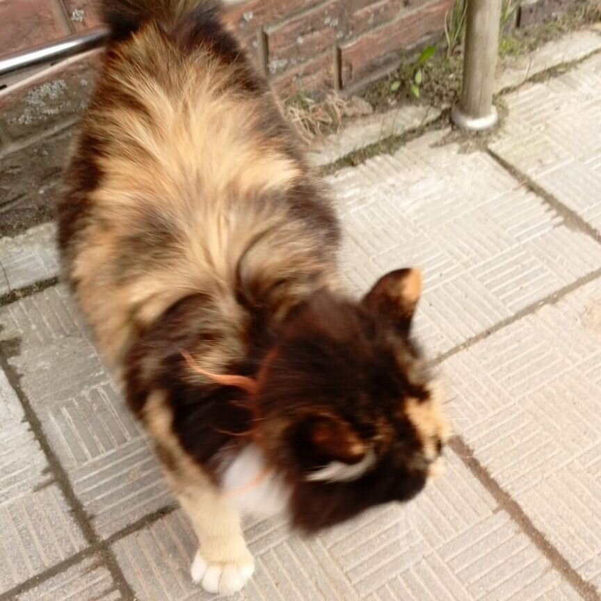 Еда для домашних животных в Челябинске