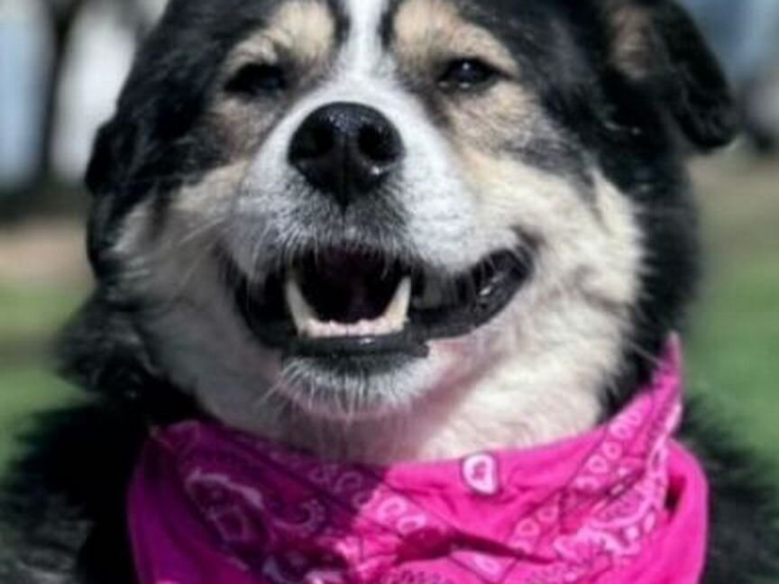 Собака Невероятный Флинт