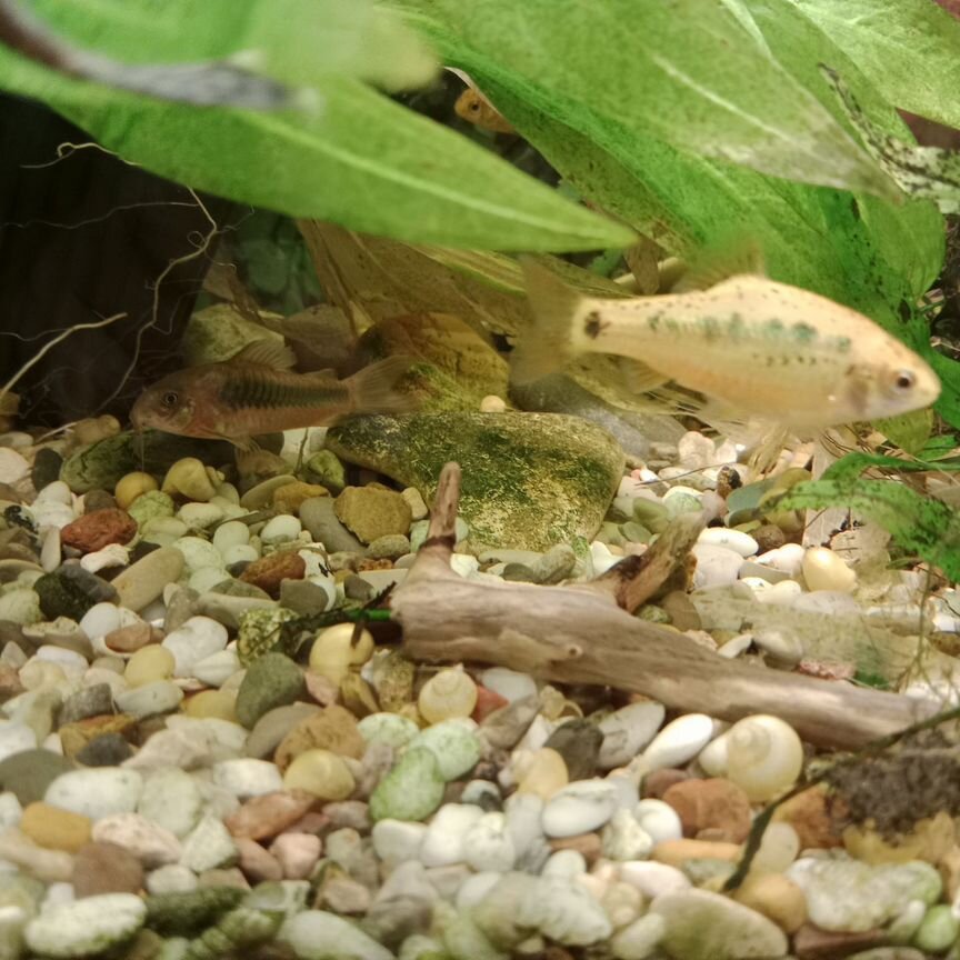 Барбус шуберта