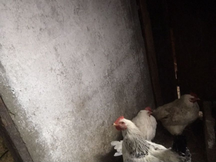 Молодые петушки