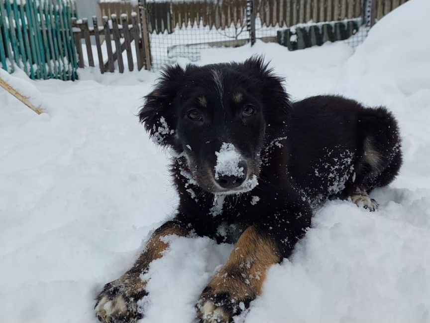 Собака щенок