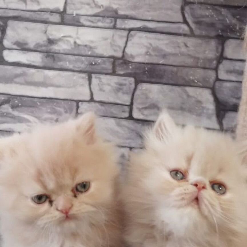 Персидские котята