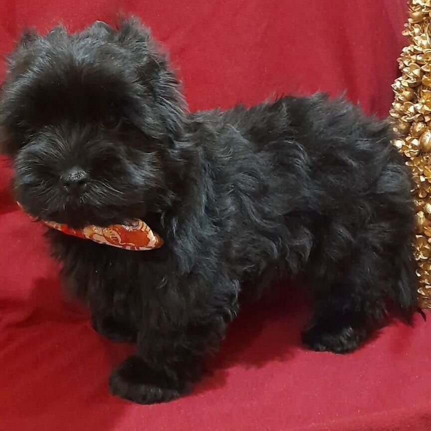 Йоркширский терьер, щенок