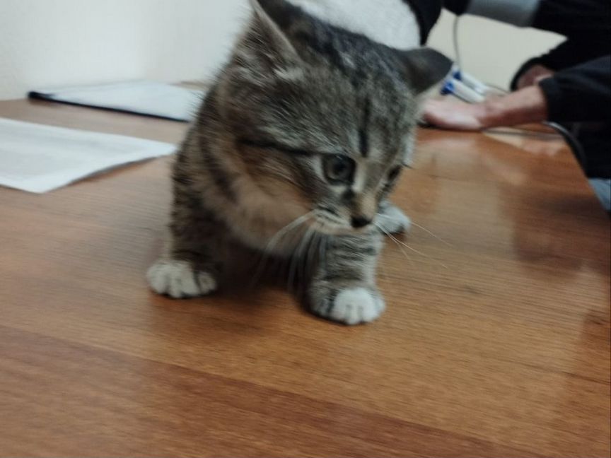 Котенок Девочка в добрые руки