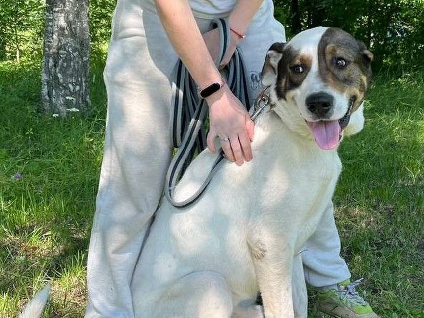 Собака в добрые руки