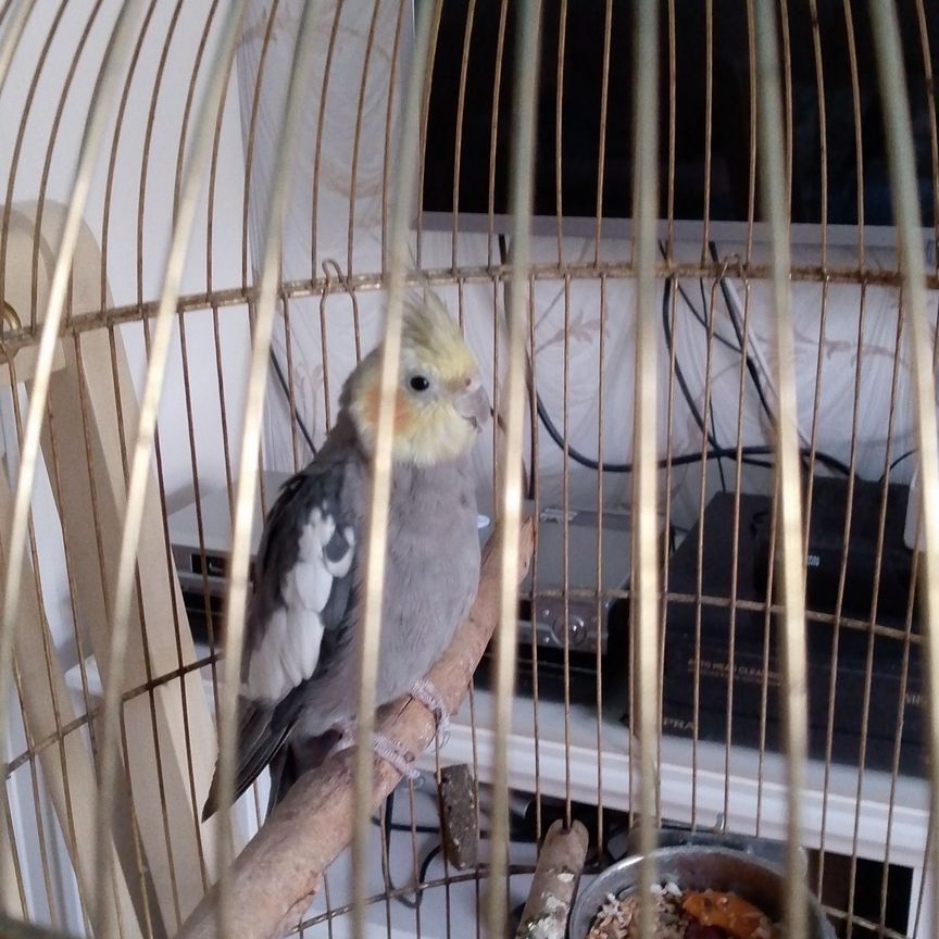 Попугай корелла