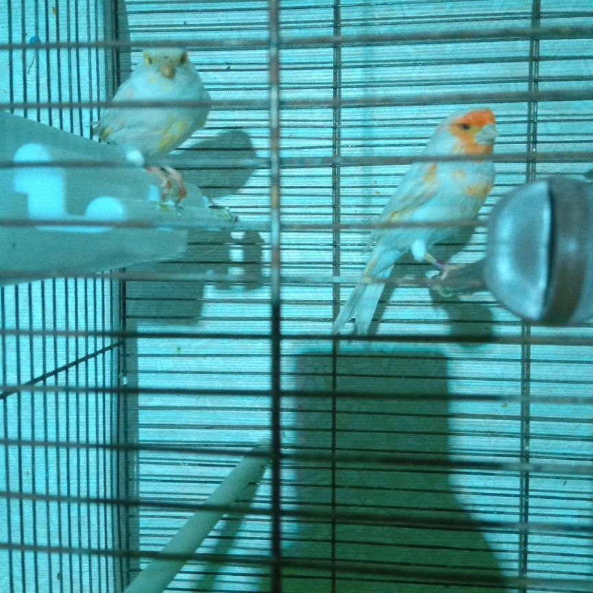 Кенара и канарейки