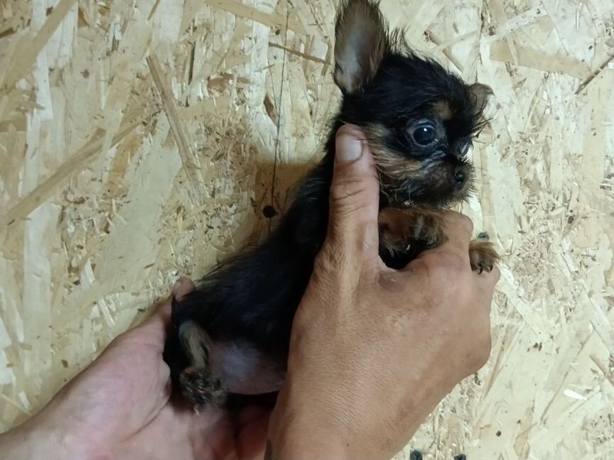 Йоркширский терьер мини