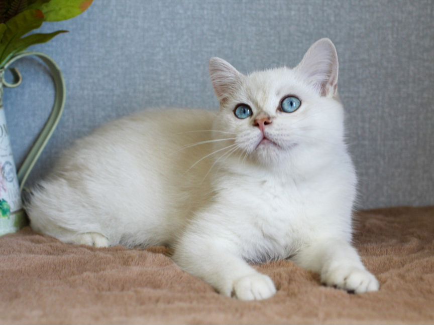 Золотая шиншилла котик