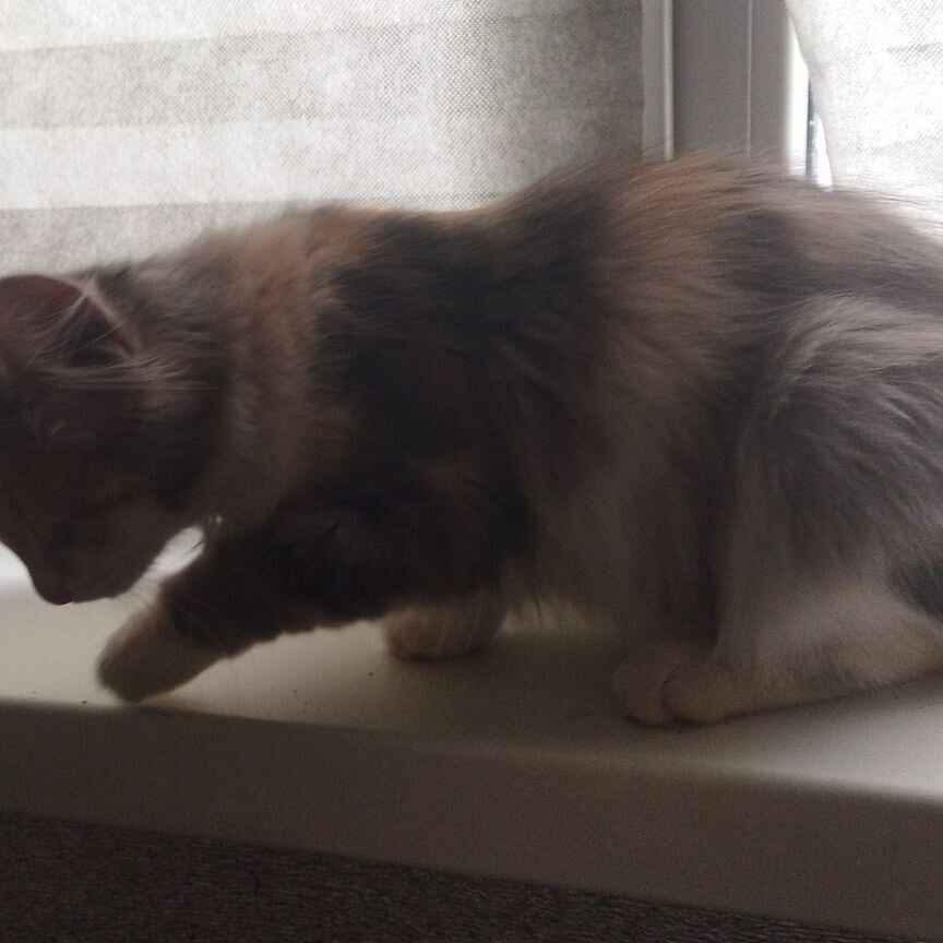 Котята отдам в добрые руки бесплатно