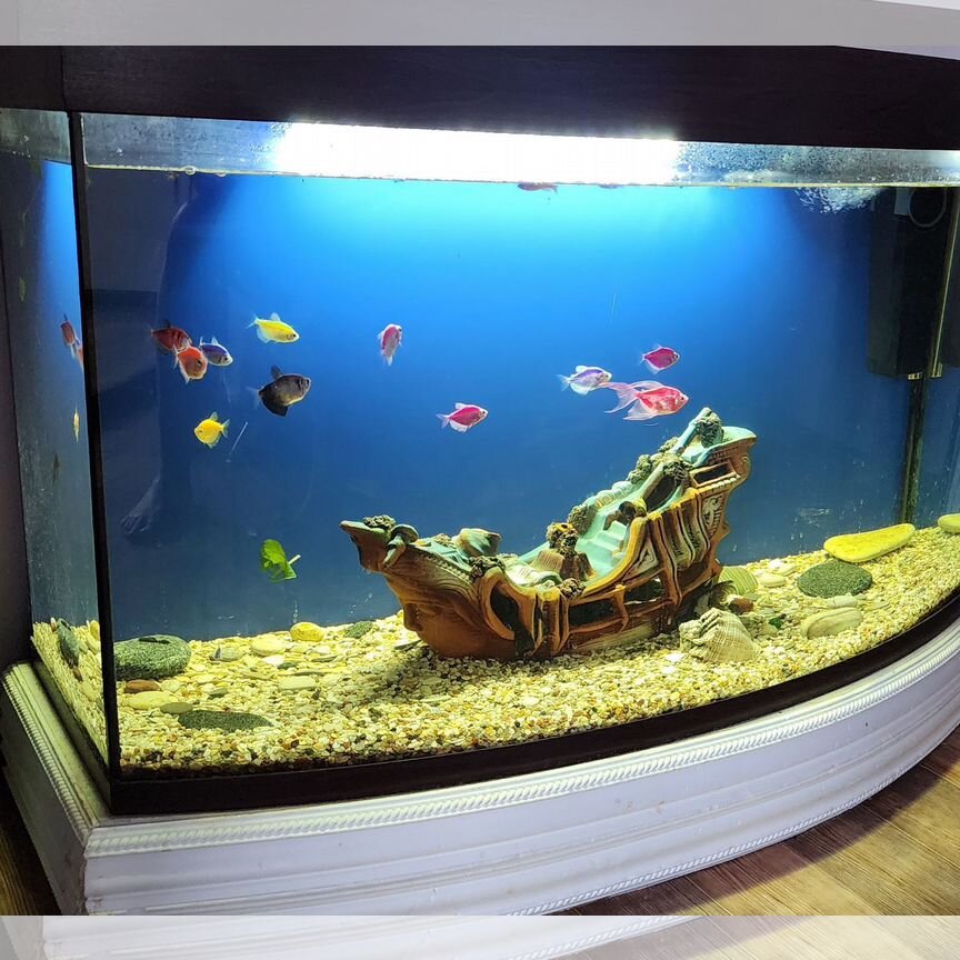 Аквариум 200л с рыбами