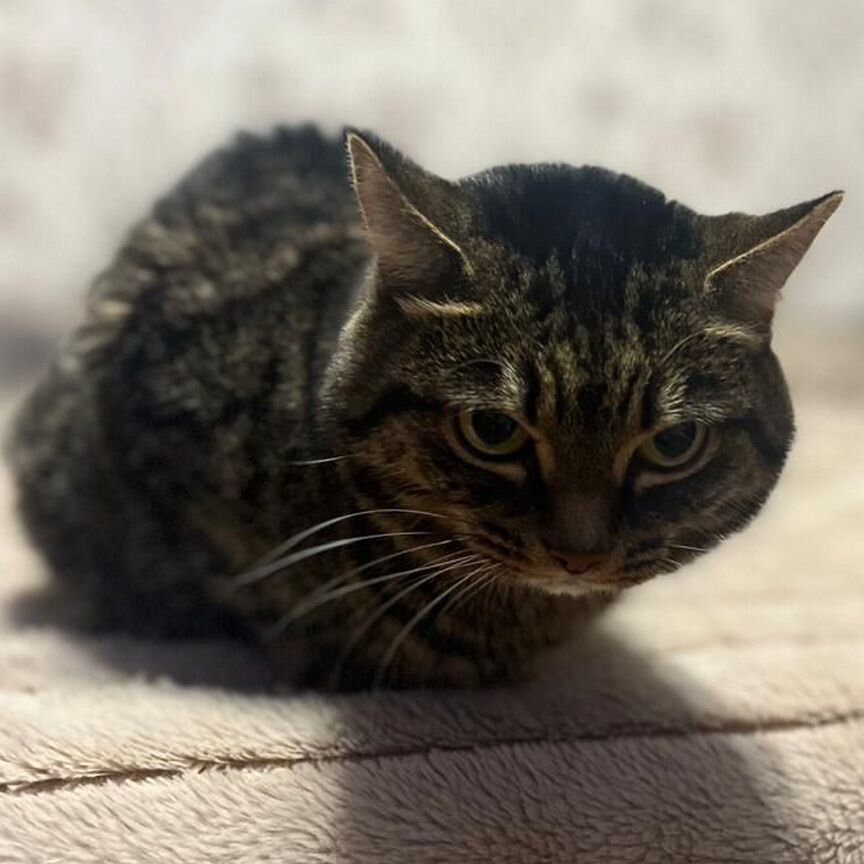Котик ищет дом