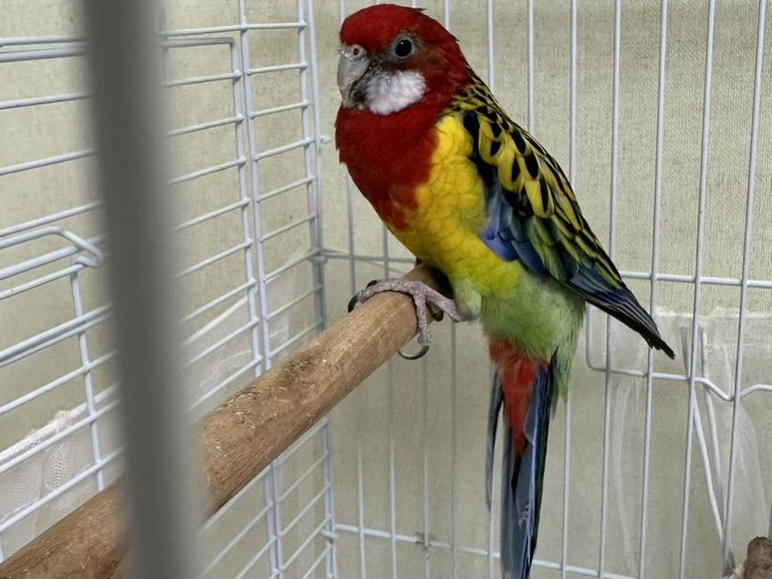 Попугай Розелла с клеткой