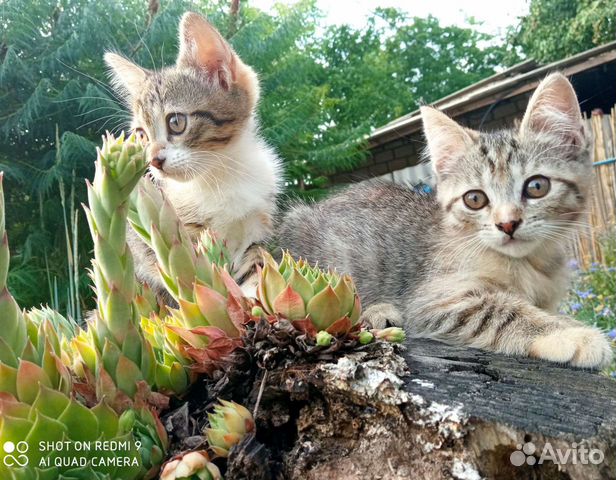Котята в добрые руки даром