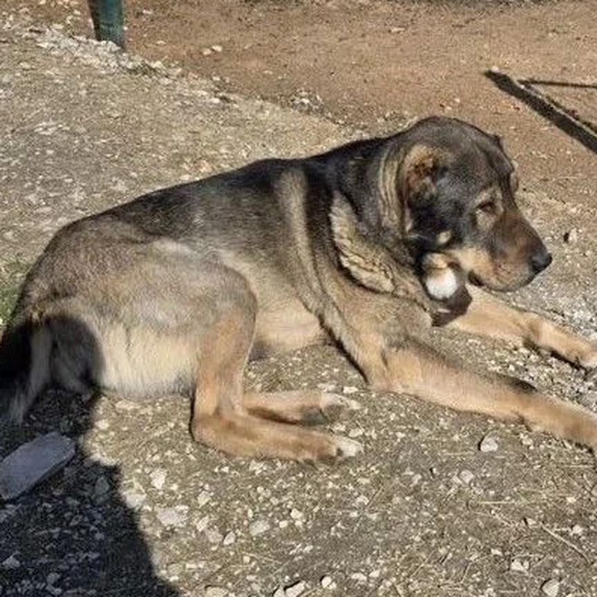 Среднеазиатская овчарка, взрослая собака