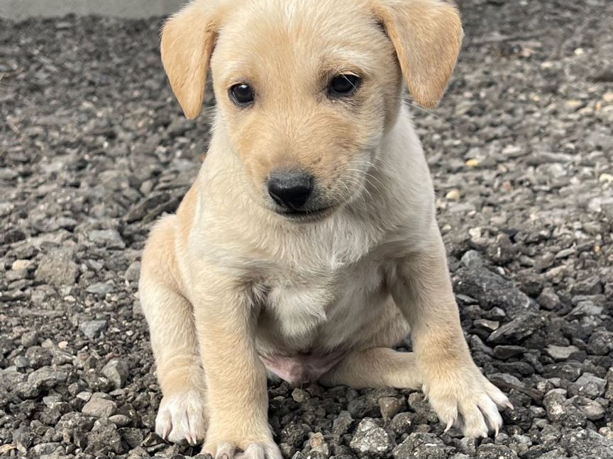 Собака в добрые руки отдам бесплатно