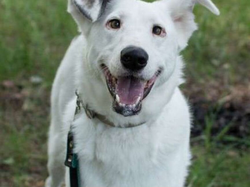 Пёс Кокос ищет дом