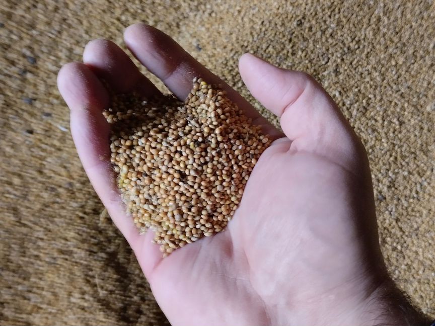 Просо кремовое