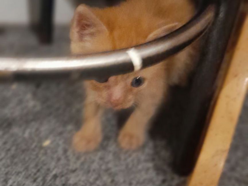 Рыжий котенок в добрые руки