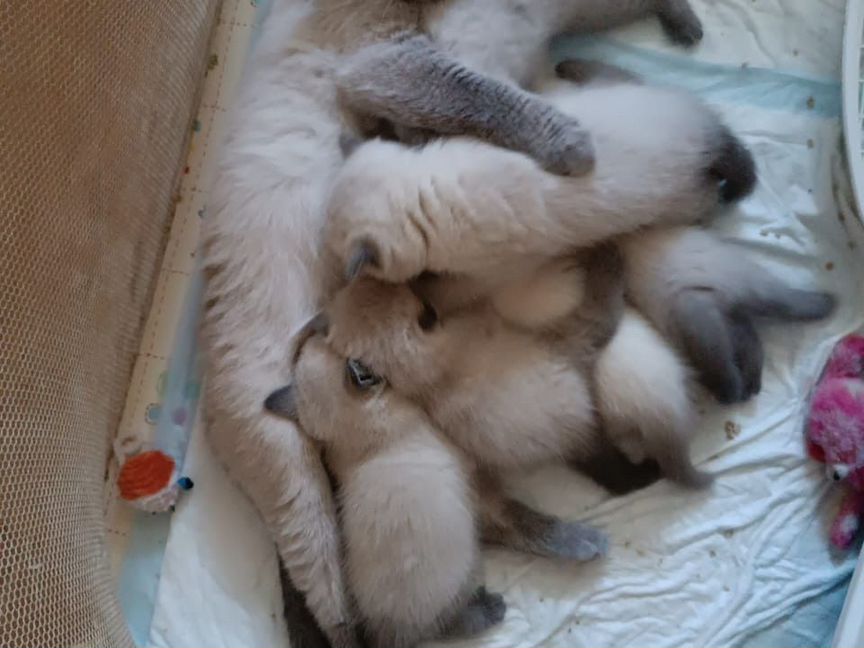 Котята шотландской породы