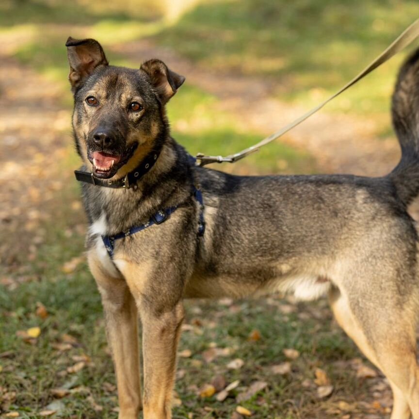 Ласковый семейный пёс Рикки из приюта