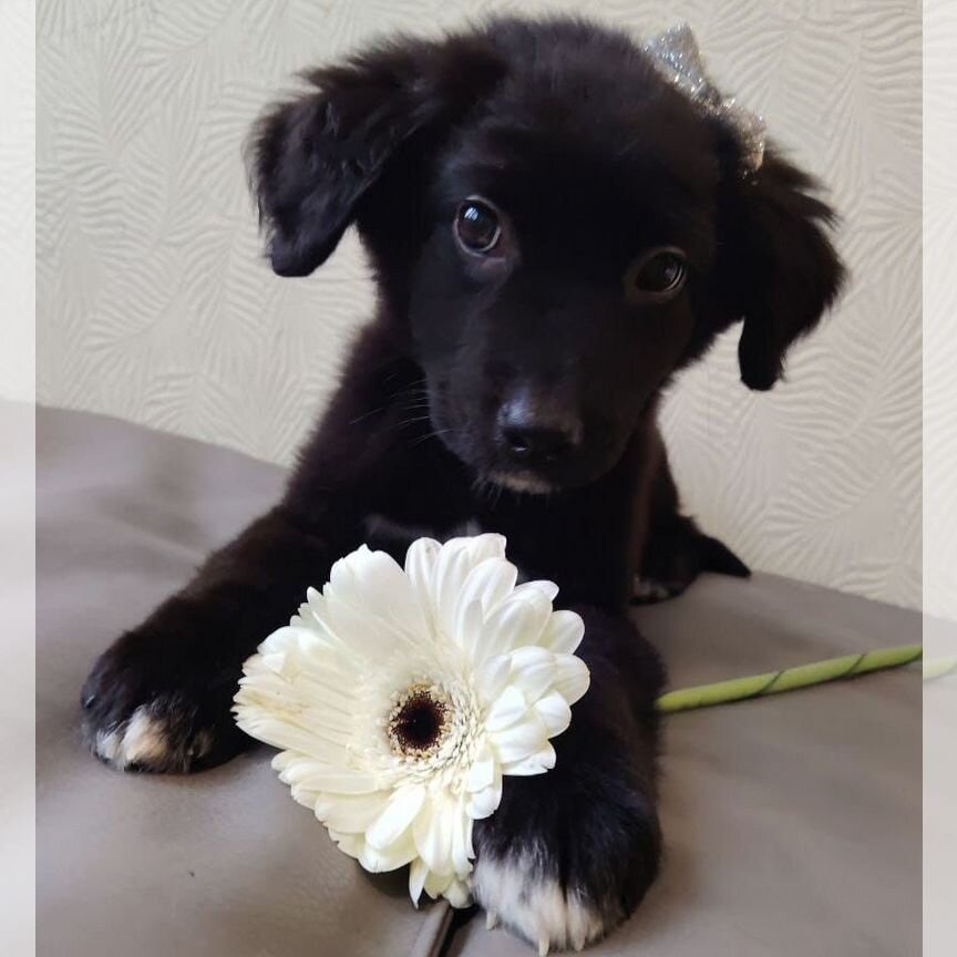 Щенок в добрые руки