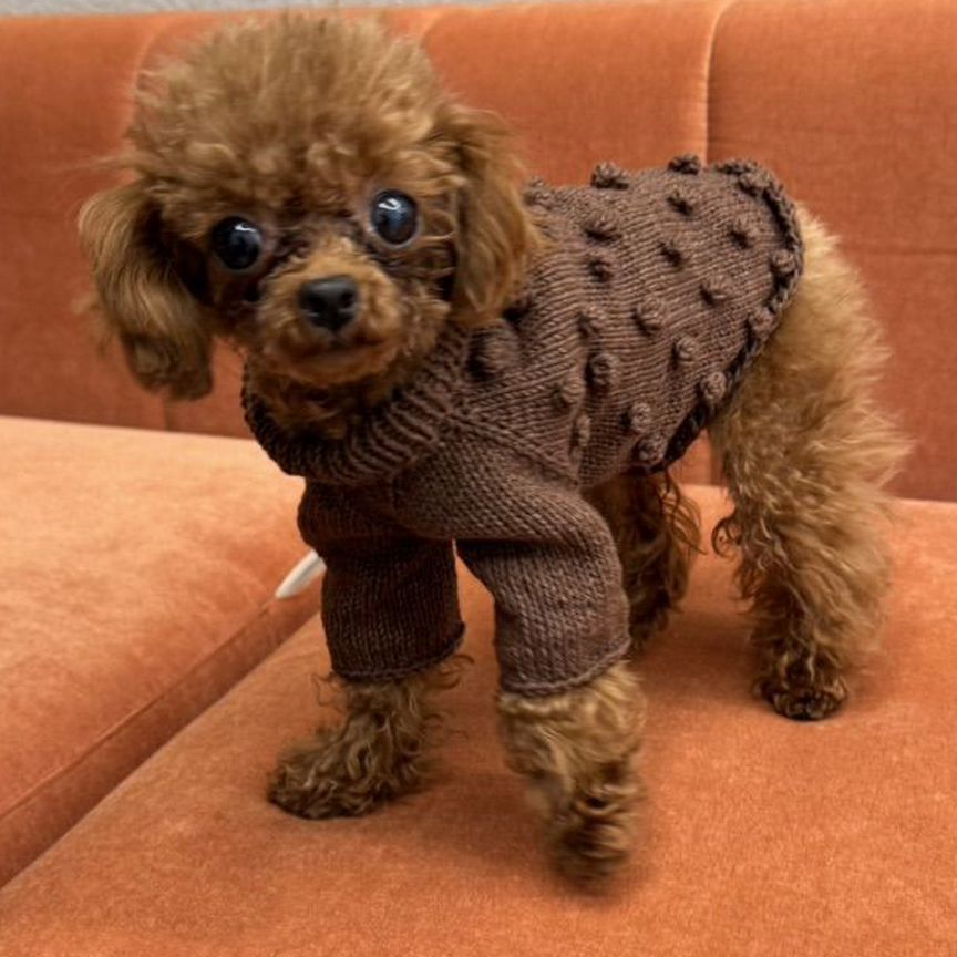 Той-пудель, взрослый пёс