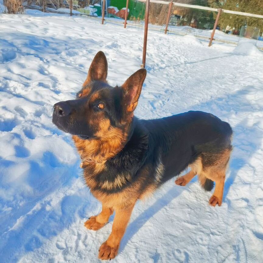 Немец мальчик 2 года. Вязка