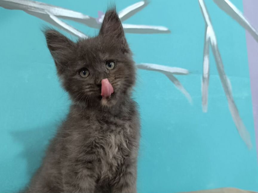 Мейн-кун девочка голубокремовая дымная