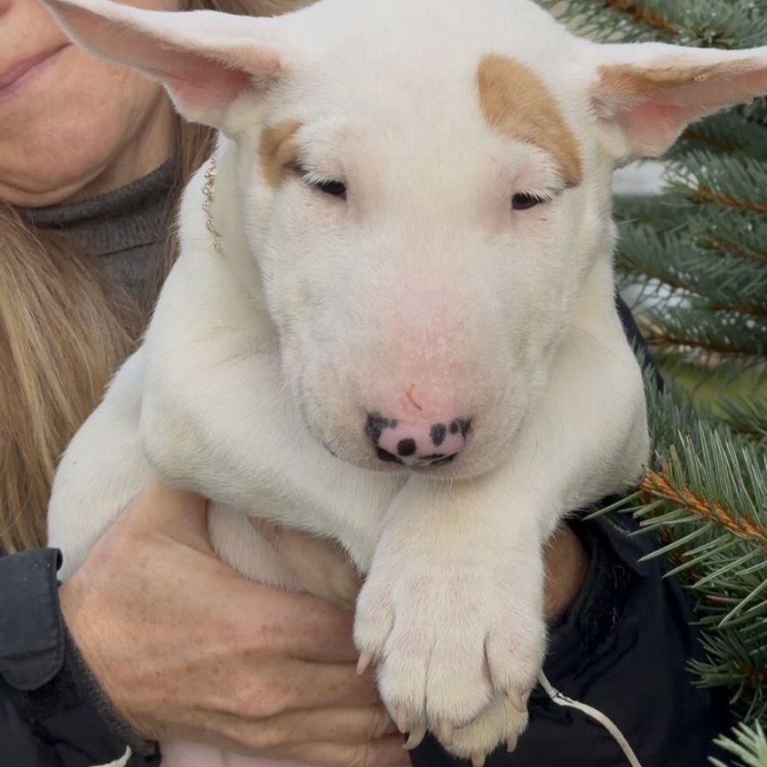 Бультерьер, щенок