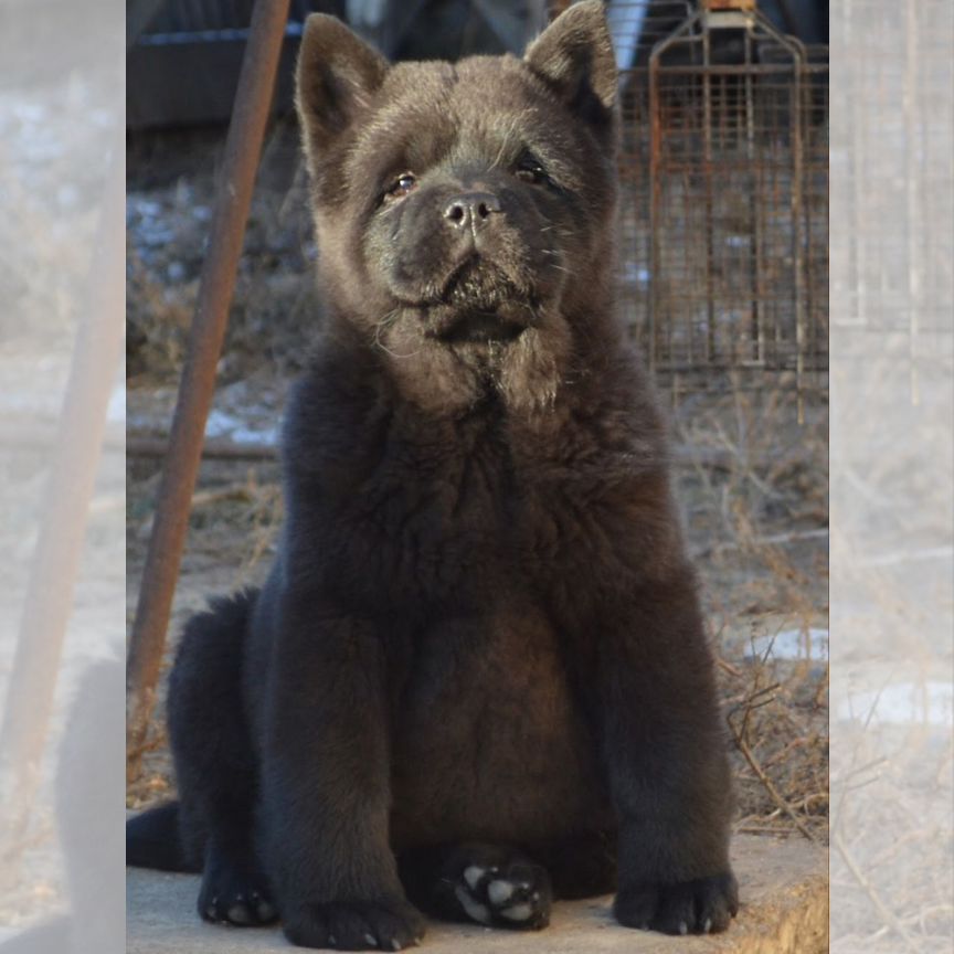 Чау-чау, щенок