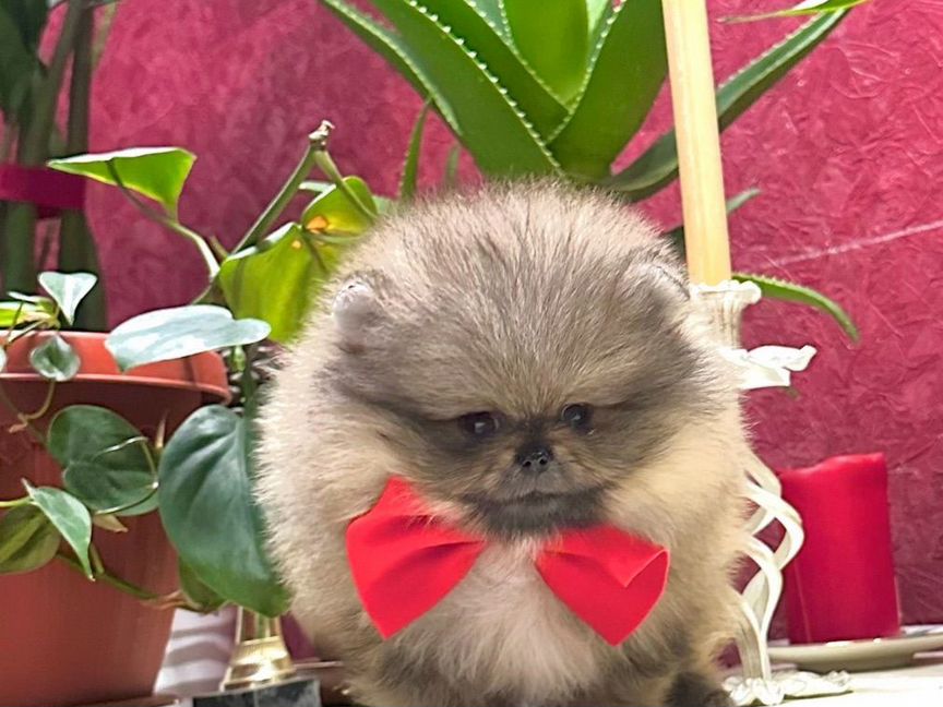 Мишка девочка