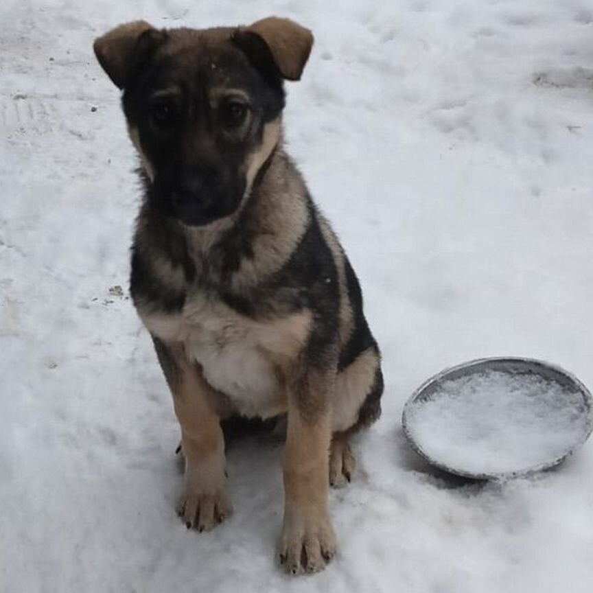 Щенок в добрые руки